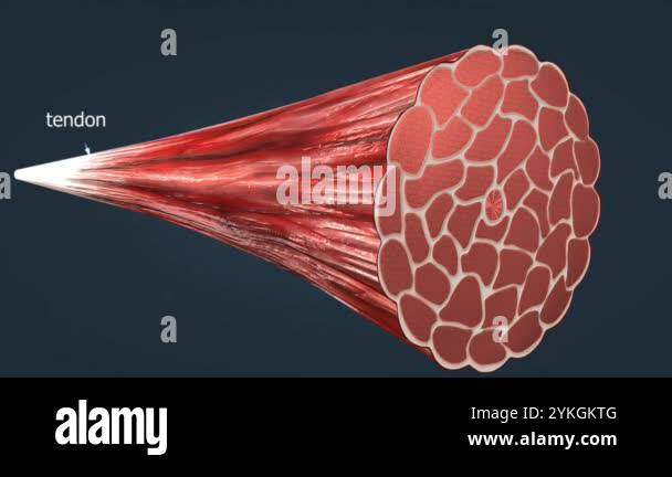 Muscle fibers structure Stock Videos & Footage - HD and 4K Video Clips ...