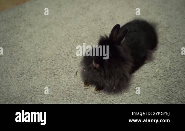 Rabbit at home. Cute bunny. Domestic animal. Black fluffy wool ...