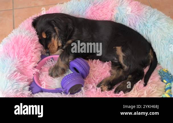 Adorable English Cocker Spaniel Puppy Sleeping with Headphones Cozy Pet ...