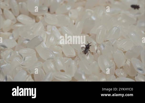 Weevil weevils Stock Videos & Footage - HD and 4K Video Clips - Alamy
