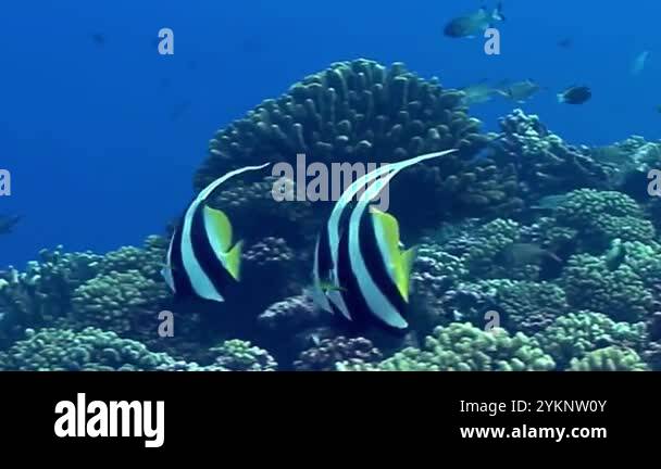 Colorful fish and marine life on underwater coral reef landscape super ...