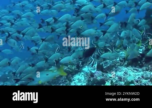 Tropical fish banner fish on underwater coral reef landscape super wide ...