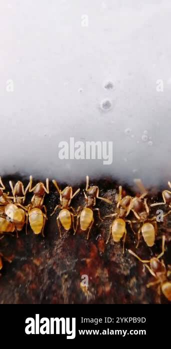 Ants are sipping natural honey mix with milk over stone floor. Feeding ...