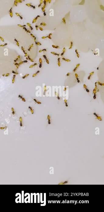 Ants are eating rice mix with powder milk and sugar. Feeding the ...