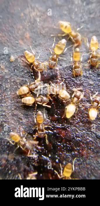 Ants are sipping natural honey mix with milk over stone floor. Feeding ...