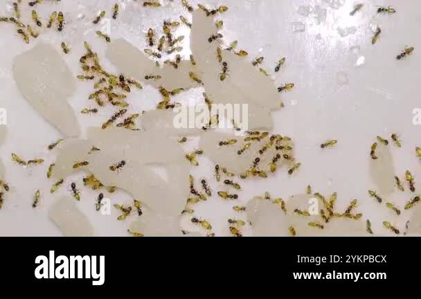 Insect colonies Stock Videos & Footage - HD and 4K Video Clips - Alamy