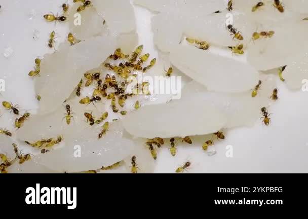 Ants are eating rice mix with powder milk and sugar. Feeding the ...