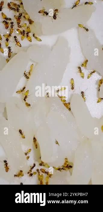 Ants are eating rice mix with powder milk and sugar. Feeding the ...