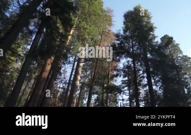 Driving Under Very Tall Trees Canopy in Sequoia Forest National Park ...