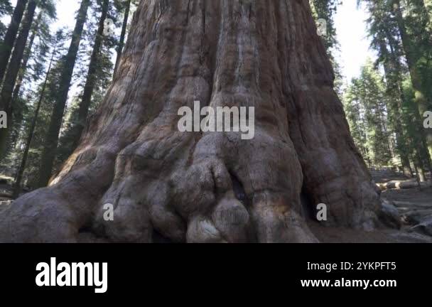 The General Sherman Colossal Giant Tree (Sequoiadendron giganteum ...