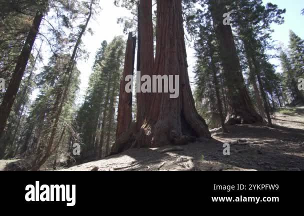 The General Sherman Colossal Giant Tree (Sequoiadendron giganteum ...