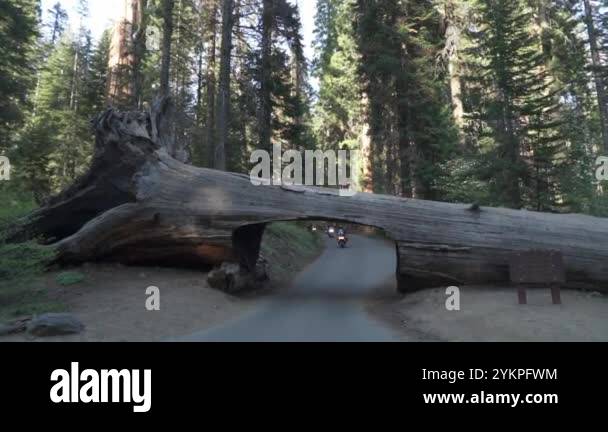 Drive through tunnel log Stock Videos & Footage - HD and 4K Video Clips ...