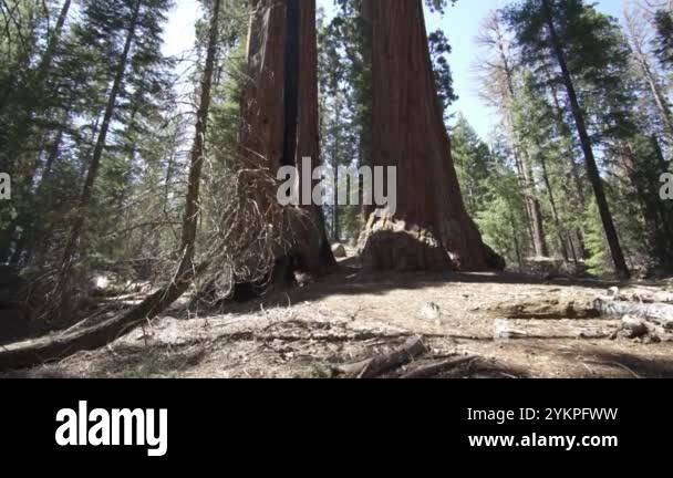 The General Sherman Colossal Giant Tree (Sequoiadendron giganteum ...
