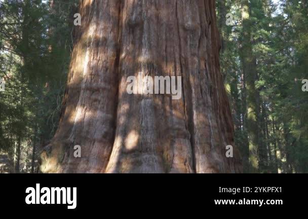 The General Sherman Colossal Giant Tree (Sequoiadendron giganteum ...