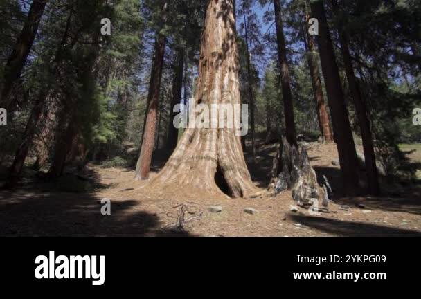 The General Sherman Colossal Giant Tree (Sequoiadendron giganteum ...