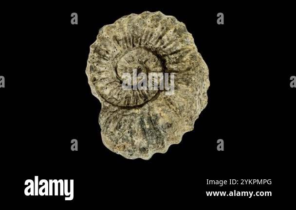 Ammonoid fossil Stock Videos & Footage - HD and 4K Video Clips - Alamy