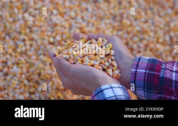 Harvest is done Stock Videos & Footage - HD and 4K Video Clips - Alamy