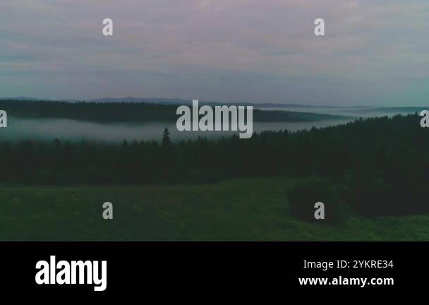 Dark mysterious burned forest landscape. Ash covered forest after fire ...