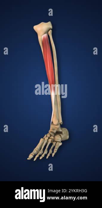 Tibialis anterior tendon Stock Videos & Footage - HD and 4K Video Clips ...