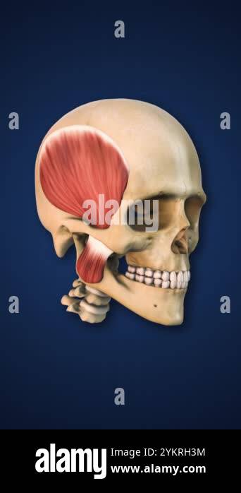 Muscles of the skull Stock Videos & Footage - HD and 4K Video Clips - Alamy