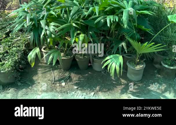 Livistona Rotundifolia table palm trees in plant nursery for sale Stock ...