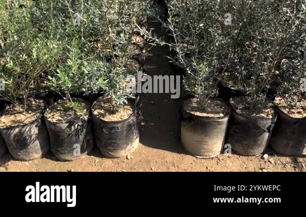 Cultivation of seedlings of olive trees in the greenhouse of plant ...