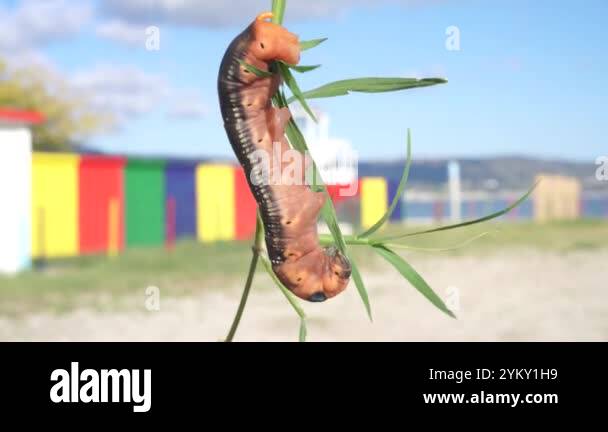 Caterpillar of the hawk moth family Sphingidae. Elongated body with ...