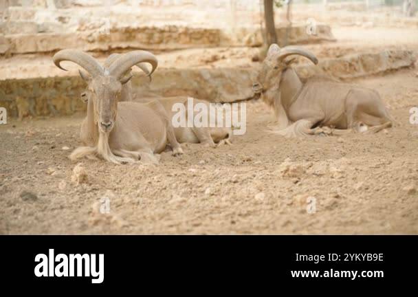 Two large horned animals resting on dry ground, their massive curved ...