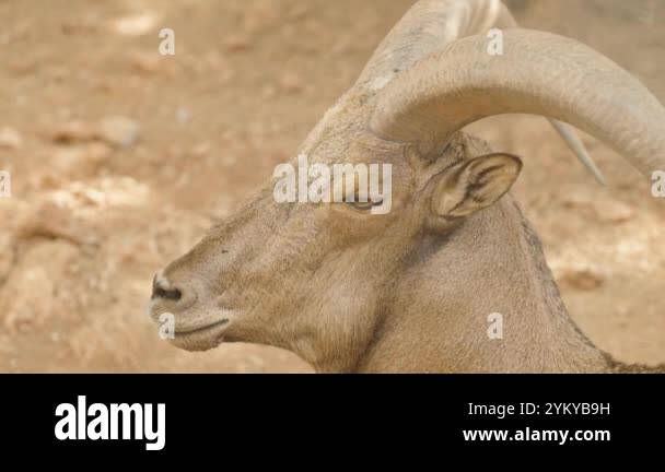 Close-up of a mountain goats face with large, curved horns. The goat ...