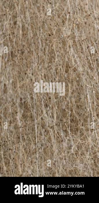 Vertical video. Slider. A zoomed-in shot showing the intricate network ...