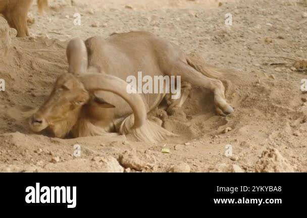 A mountain goat with large, curved horns is digging a hole in the ...