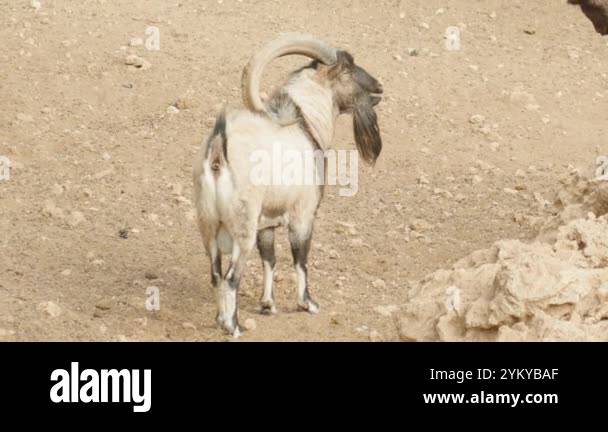A rear view of a horned goat standing on dry, rocky terrain in a ...