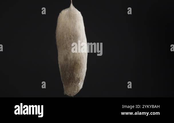 Cocoon formation Stock Videos & Footage - HD and 4K Video Clips - Alamy