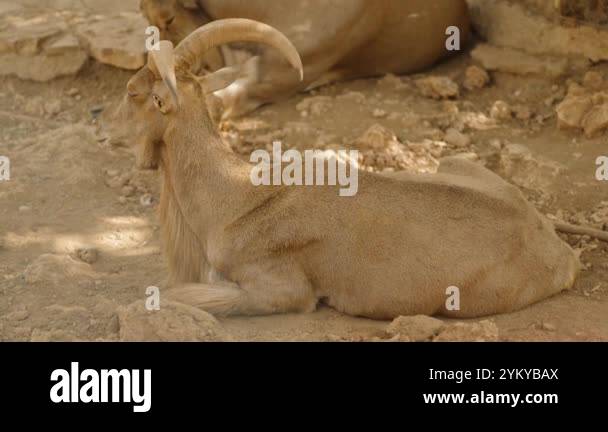A close-up of a resting mountain goat with large curved horns, lying on ...