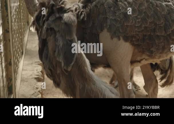 A close-up side view of an ostrich body, highlighting its feathers and ...
