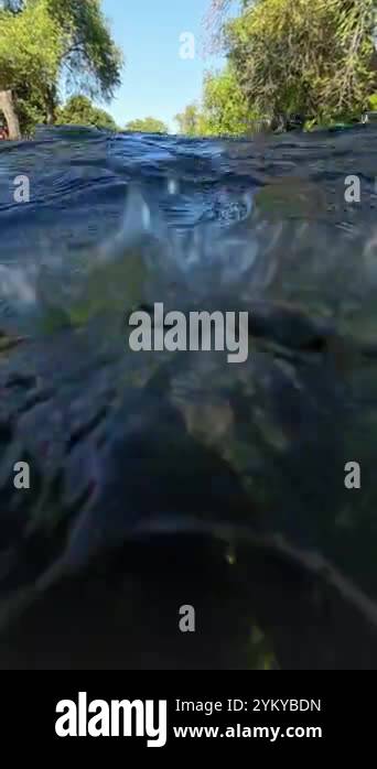 Vertical video. The underwater view reveals moss-covered rocks beneath ...