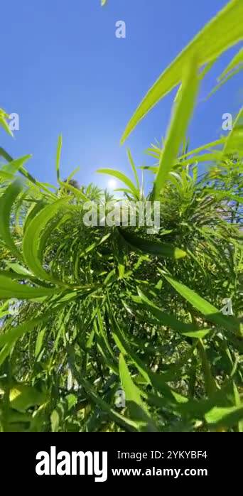 Vertical video. The camera peers through dense green foliage under the ...