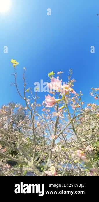 Vertical video. A view of a blossoming tree filled with pink flowers ...