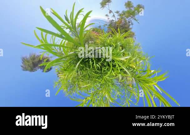A Tiny Planet effect captures a lush green bush against the backdrop of ...