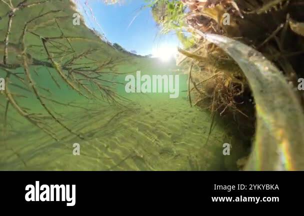 An underwater view through tree branches reveals geese swimming in the ...