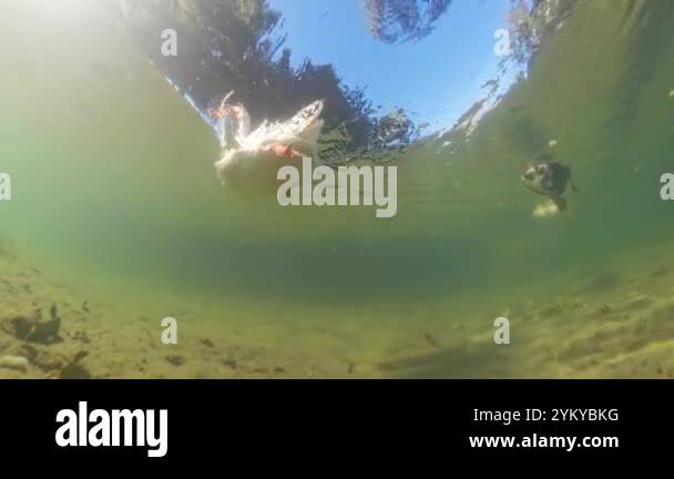 An underwater view of a goose paddling across the waters surface, with ...