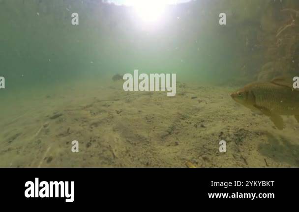 Sediment cloud Stock Videos & Footage - HD and 4K Video Clips - Alamy