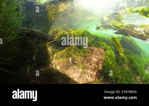 The underwater scene captures sunlight filtering through the water ...