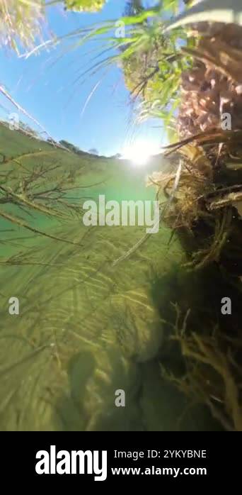 Vertical video. An underwater view through tree branches reveals geese ...