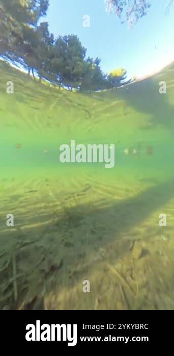 Vertical video. The underwater view captures the legs of a goose ...