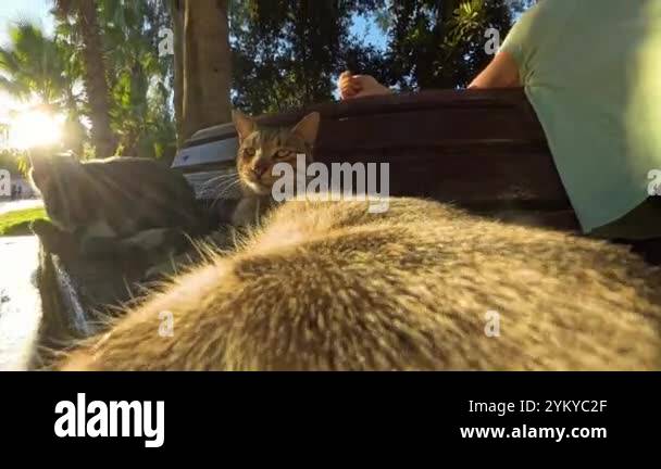 Cat swatting Stock Videos & Footage - HD and 4K Video Clips - Alamy