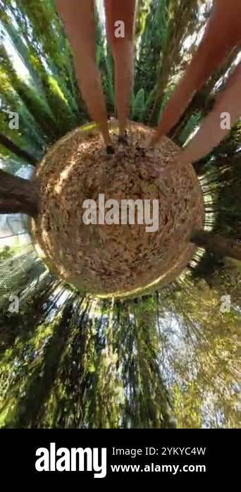 Circular forest walk Stock Videos & Footage - HD and 4K Video Clips - Alamy