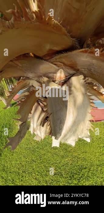 Vertical video. Upward view from the base of a palm tree, highlighting ...