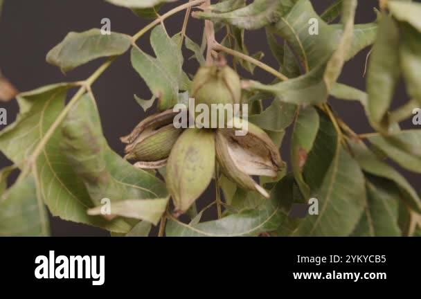 Green pecan leaves Stock Videos & Footage - HD and 4K Video Clips - Alamy