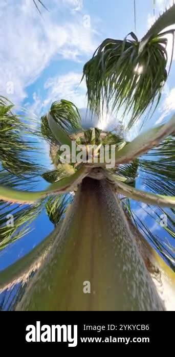 Vertical video. Unique upward view of a palm tree with a tiny planet ...